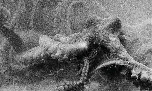 The Octopus by Jean Painlevé on VoD - LaCinetek